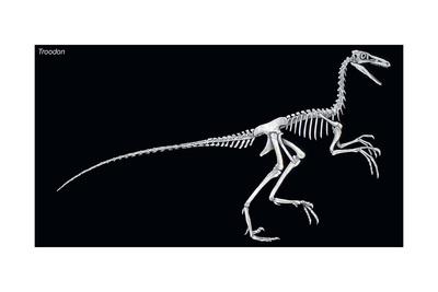 'Troodon Skeleton, Dinosaurs' Prints - Encyclopaedia Britannica ...