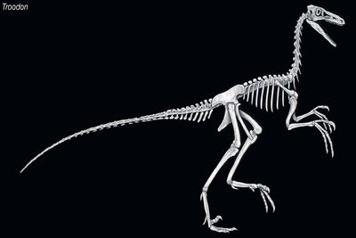 'Troodon Skeleton, Dinosaurs' Posters - Encyclopaedia Britannica ...