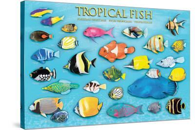'Tropical Fish' Stretched Canvas Print | AllPosters.com