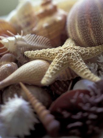 'Tropical Shells' Photographic Print - Michele Westmorland | AllPosters.com
