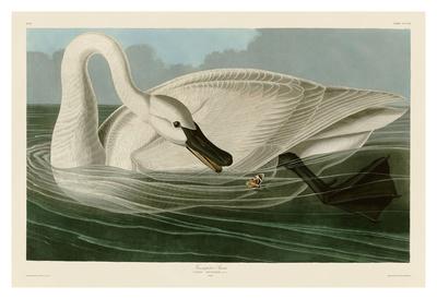 'Trumpeter Swan' Art - John James Audubon | AllPosters.com