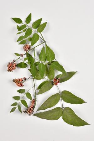 'Tuberose Glycine/Apios Americana/American Potato Bean/Ground Nut/Wild ...