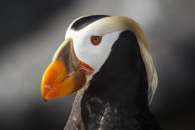 'Tufted Puffin Bird, Oregon Coast Aquarium, Newport, Oregon, USA ...