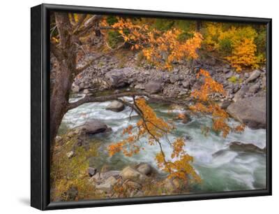 'Tumwater Canyon, Maple Tree and Wenatchee River, Wenatchee National ...