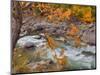 'Tumwater Canyon, Maple Tree and Wenatchee River, Wenatchee National ...