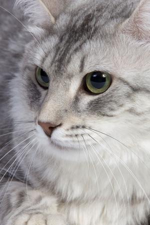 'Turkish Blue Silver Mackerel Tabby' Photographic Print | AllPosters.com