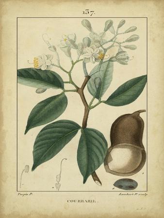 Vintage Turpin Botanical I Prints - Turpin | AllPosters.com