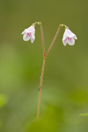 'Twinflower (Linnaea Borealis) in Flower in Pine Woodland, Abernethy ...