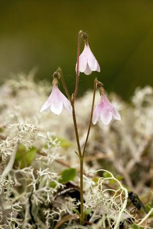 'Twinflower (Linnaea Borealis)' Photographic Print - Bob Gibbons ...