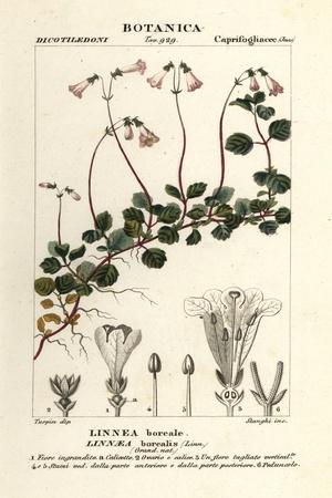 'Twinflower, Linnaea Borealis' Giclee Print - Stanghi Stanghi ...