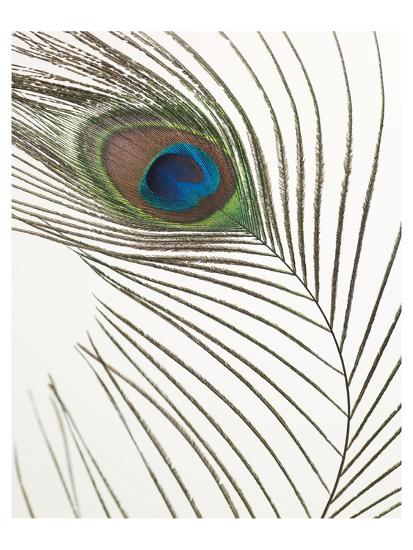 Twisted Peacock Feather Premium Giclee Print