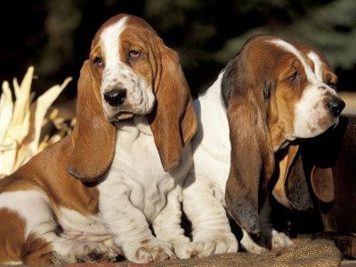 'Two Bassett Hound Pups' Photographic Print - Lynn M. Stone ...