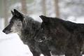 'Two Black Melanistic Variants of North American Timber Wolf (Canis ...