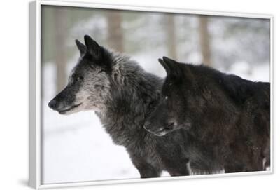 'Two Black Melanistic Variants of North American Timber Wolf (Canis ...