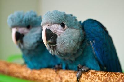 'Two Brazilian Spix's Macaws, Two Month's Old, Said to Be the Rarest ...