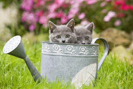 Two Chartreux Kittens In Watering Can Photographic Print AllPosters Two Chartreux Kittens In Watering Can Photographic Print AllPosters