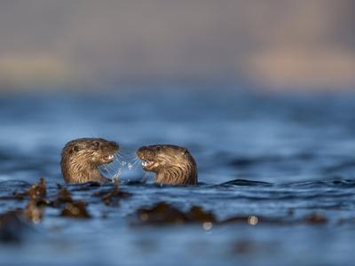 'Two European River Otters (Lutra Lutra) Play Fighting in the Water ...