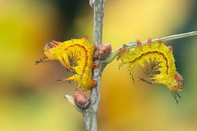 'Two Giant silkworm moth larvae in resting posture, Guatemala ...