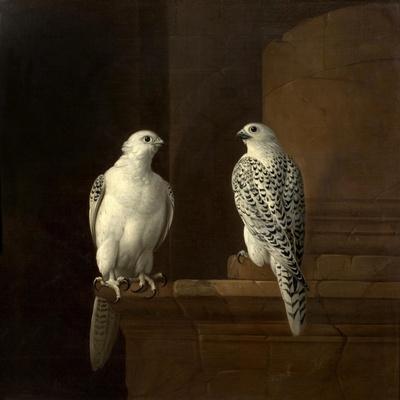 'Two Iceland Falcons' Giclee Print - Jakob Bogdani Or Bogdany ...