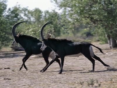 'Two Male Sable Antelopes Run across Open Bush Country in the Chobe ...