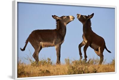 'Two Young Wild Burro (Donkey) (Equus Asinus) (Equus Africanus Asinus ...