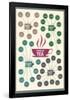 'Types of Tea' Posters | AllPosters.com