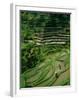 'Ubud, Rice Terraces, Bali, Indonesia' Photographic Print - Steve ...