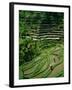 'Ubud, Rice Terraces, Bali, Indonesia' Photographic Print - Steve ...
