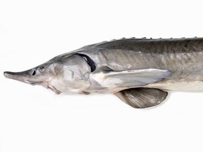 'Pouring a Glass of Milk' Photographic Print - Ulrike Koeb | AllPosters.com