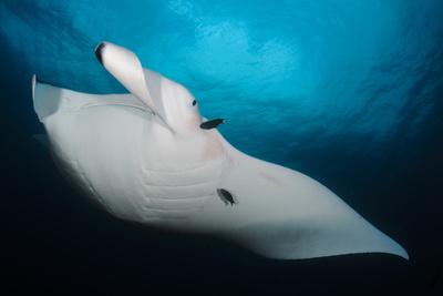 'Underside View of a Giant Oceanic Manta Ray, Raja Ampat, Indonesia ...