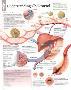 'Laminated Understanding Cholesterol Educational Chart Poster' Print ...