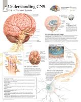 'Understanding CNS Educational Chart Poster' Prints | AllPosters.com