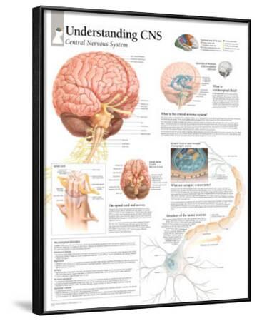 'Understanding CNS Educational Chart Poster' Prints | AllPosters.com