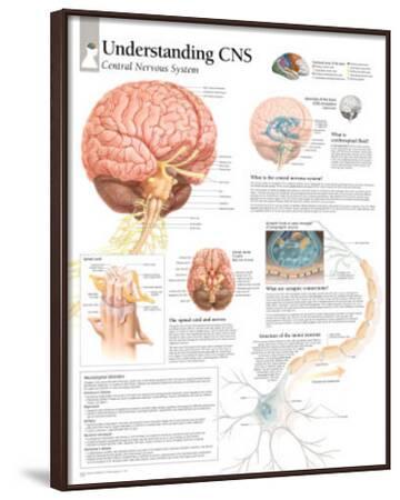 'Understanding CNS Educational Chart Poster' Prints | AllPosters.com