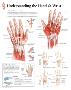 'Understanding the Hand and Wrist Educational Chart Poster' Poster ...