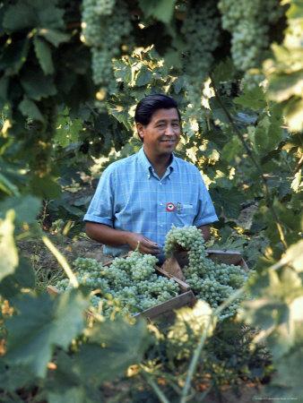 'United Farm Workers Leader Cesar Chavez Standing in a Vineyard During ...