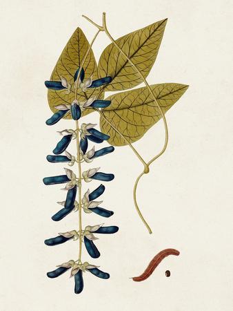 'Exotic Botanicals VIII' Posters - Unknown | AllPosters.com