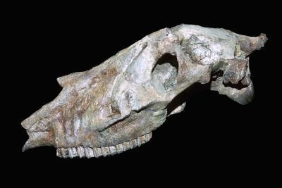 'Fossil skull of a primitive horse' Giclee Print - Unknown | AllPosters.com