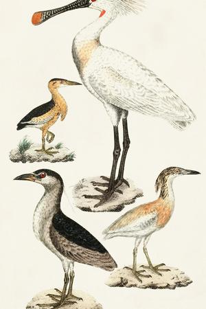 'Waterbird Varieties II' Prints - Unknown | AllPosters.com