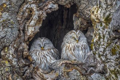 'Ural owls, Hokkaido, Japan' Photographic Print - Art Wolfe Wolfe | AllPosters.com