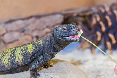 'Uromastyx Lizard' Photographic Print - Gary Carter | AllPosters.com