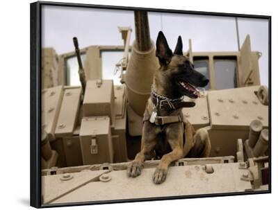 'US Air Force Military Working Dog Sits on a US Army M2A3 Bradley ...