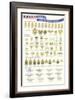 'US Army Rank and Service Insignia' Posters | AllPosters.com