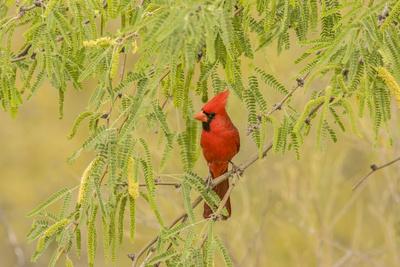 'USA, Arizona, Sonoran Desert. Male cardinal in tree.' Photographic ...