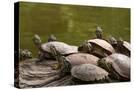 'USA, California, Golden Gate Park. Group of red-eared slider turtles ...