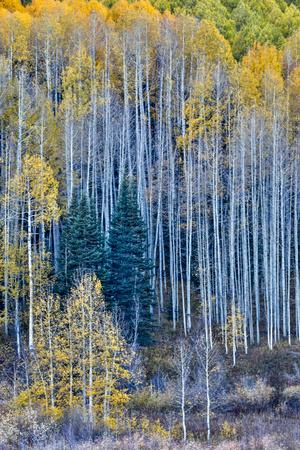 'USA, Colorado, Crested Butte. Evergreen trees among the Fall colors of ...