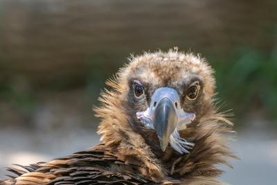 'USA, Colorado, Denver, Denver Zoo. Head of captive cinereous vulture ...