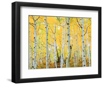 'USA, Colorado, Rocky Mountains, Fall Colors of Aspen Trees ...