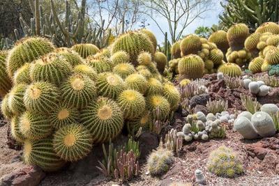 USA, Los Angeles, California. Dense display of variety of cacti ...