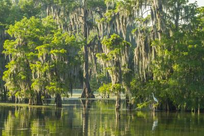 Usa Louisiana Atchafalaya National Wildlife Refuge Sunrise On Swamp